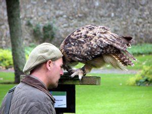 Falconry Show At Dunrobin Castle Photo