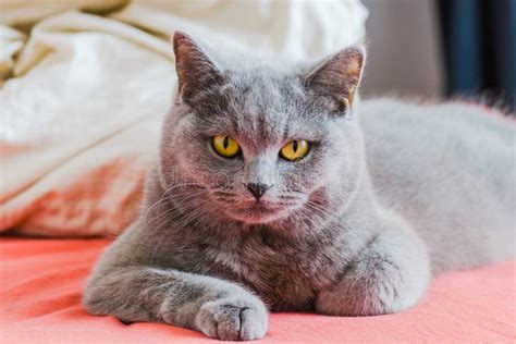 Cute Grey British Short Hair Cat Portrait Stock Image Image Of