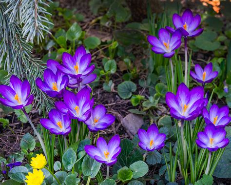 Crocus Tommasinianus Ruby Giant Bulbs — Buy Online At Farmer Gracy