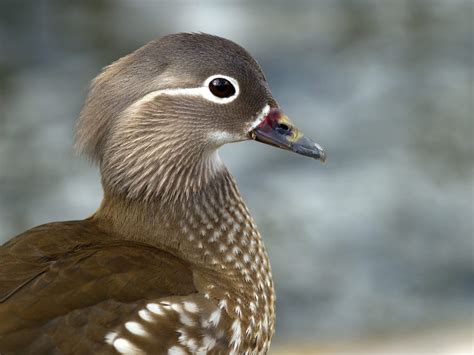 Do Ducks Migrate All You Need To Know Birdfact