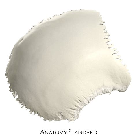 Anatomy Standard Drawing Parietal Bone External Lateral View No