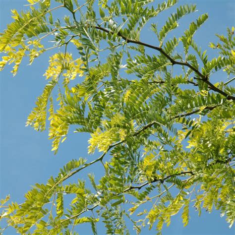 Shademaster Honeylocust Tree Fast Growing Shade Tree For Full Sun