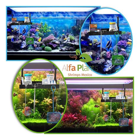 Flipper Tank Buddy Alfa Plants Shrimps México