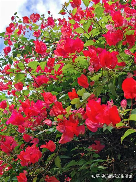 三角梅高飘怎么养？手把手教你操作过程，新手易学 知乎