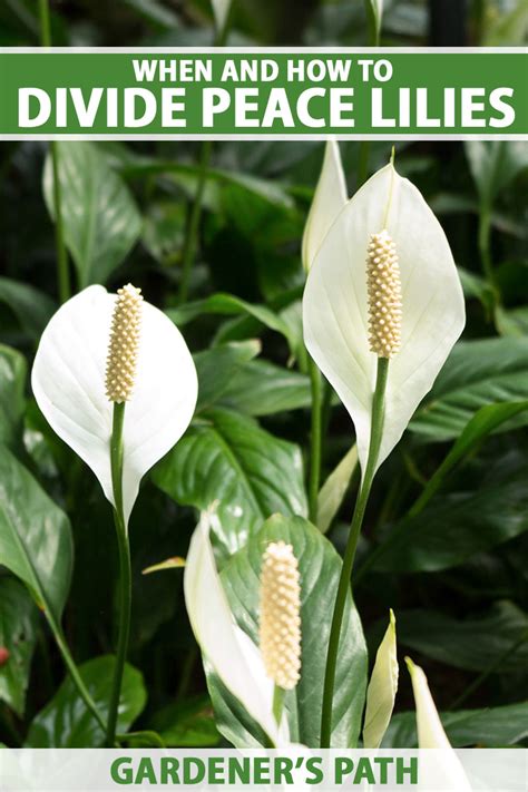 When And How To Divide Peace Lilies Gardeners Path