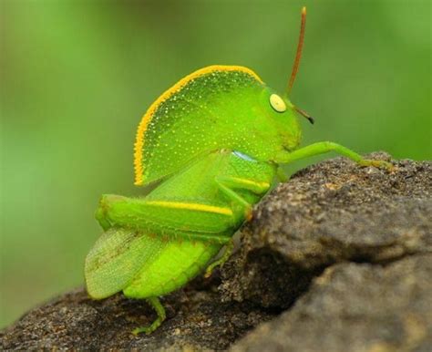 Hooded Grasshopper Insects Bugs And Insects Weird Insects