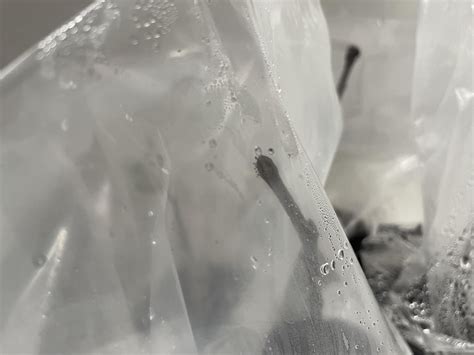 What Are These Small Round Balls Growing Out Of My Cutting 8 Weeks Old R Plantclinic