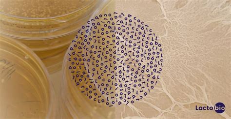 Lactobio On Linkedin Lactobio Probiotics Skinhealth Probioticskincare Lactobacillus Acne