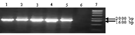 Pcr Amplification Of The Transformed Plants And The Control Download