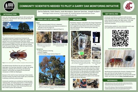 Mediterranean Oak Borer Wsu Urban Forest Health Lab Washington