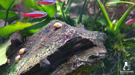 How To Resolve An Aquarium Snail Infestation