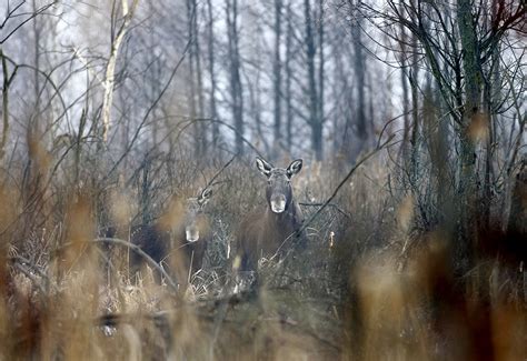 Chernobyl Wolves Eagles And Other Wildlife Thriving In Exclusion Zone