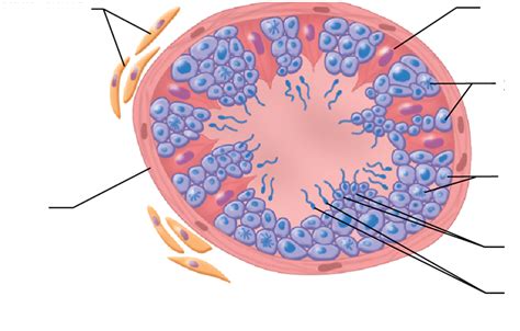 Testis B Diagram Quizlet