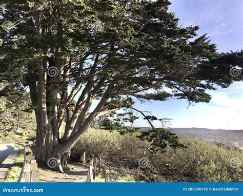Lone Pine Presidio San Francisco 1 Stock Image Image Of Path Lincoln