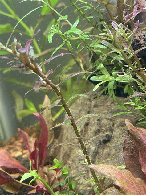 Algae Problem Please Help R Plantedtank