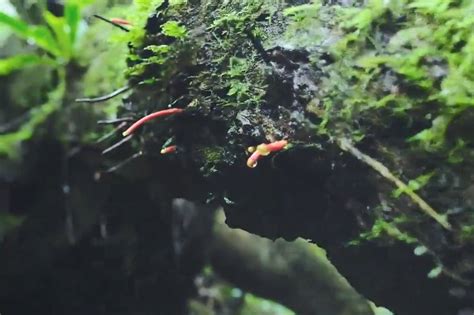 榕树有多残忍？带你走进绞杀榕树的世界凤凰网视频凤凰网