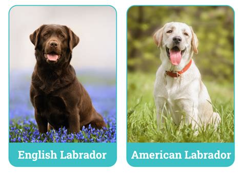 English Vs American Labrador The Main Differences With Pictures