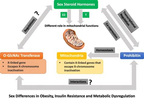 Prohibitin A Prime Candidate For A Pleiotropic Effector That Mediates