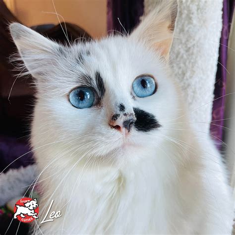 Perfectly Pâté Chicken Pâté Food For Cats