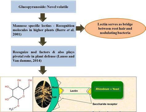 The Pathway Involved In Triggering The Nodulation Process By Nre Yeast