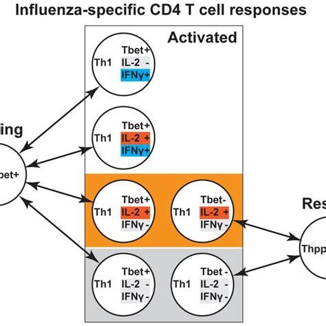 Human Pbmc Were Stimulated With Seb And The 2 γ 2 γ And 2 γ Cells Download Scientific