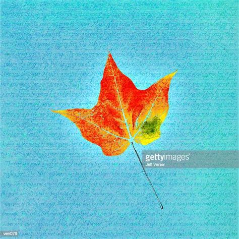 24 Sugar Maple Leaf High Res Illustrations Getty Images