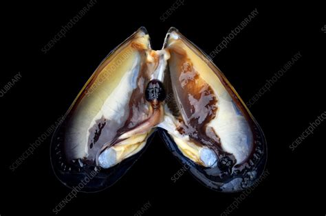 Internal Anatomy Of Mussel Stock Image C061 2435 Science Photo