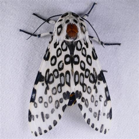 Hypercompe Scribonia Giant Leopard Moth Prairie Haven