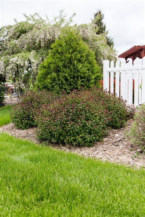 Spirea Pictures National Garden Bureau