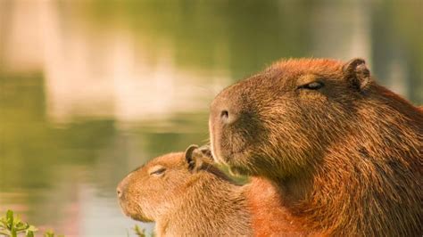 Qué Animal Son Los Capibaras Qué Es Lo Que Comen Y En Qué Parte Del