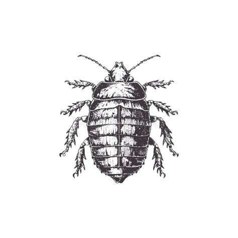 Intricate Hand Drawn Bed Bug Vector Illustration Design Stock