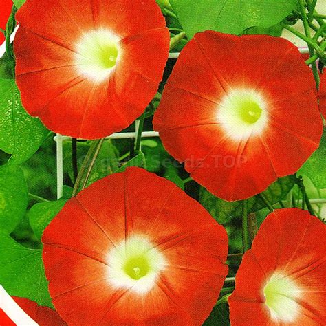 Orange Organic Ipomoea Seeds Shipping Is Free For Orders Over €50