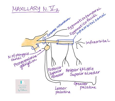 Maxillary Nerve V2