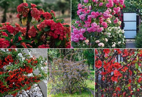 15 Flowering Plants With Thorns That Dazzle And Defend Your Garden