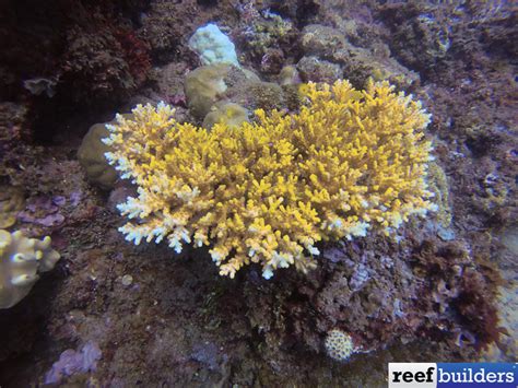 Pikachu Acropora Microclados A New Og Reef Tank Coral Reef Builders