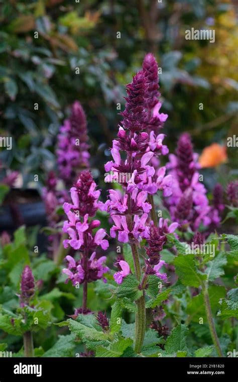 Salvia × Sylvestris Rose Marvel Wood Sage Rose Marvel Salvia Nemorosa Rose Marvel Compact