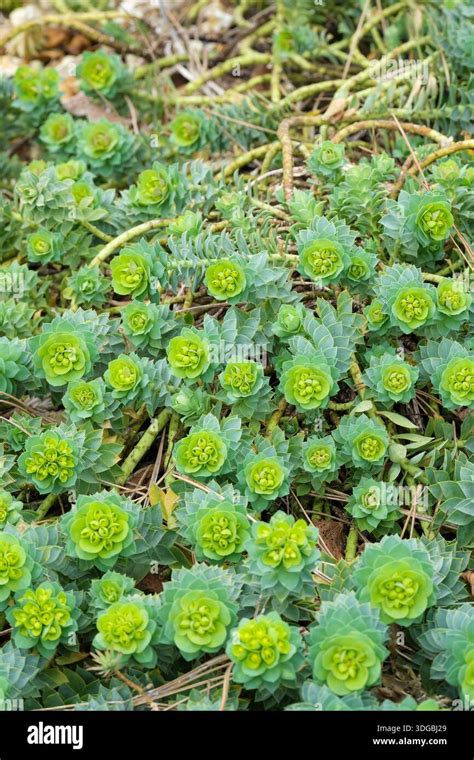 Euphorbia Myrsinites Broad Leaved Glaucous Spurge Trailing Leafy
