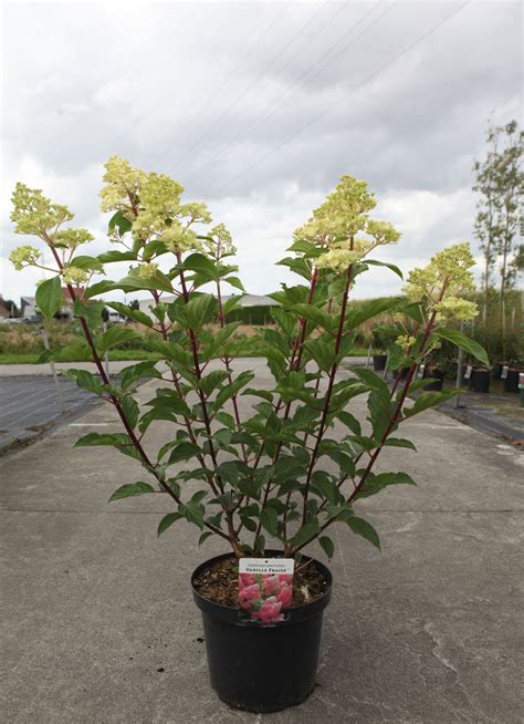 Hydrangea Paniculata Vanille Fraise® Pink And White Panicle Hydrangea