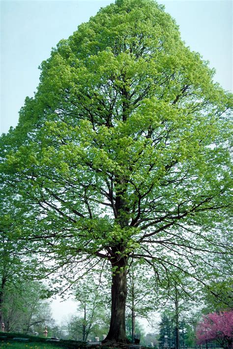 Tree Guide Nashville Tree Foundation