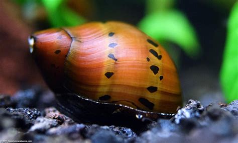 Spotted Snail Freshwateraquatica