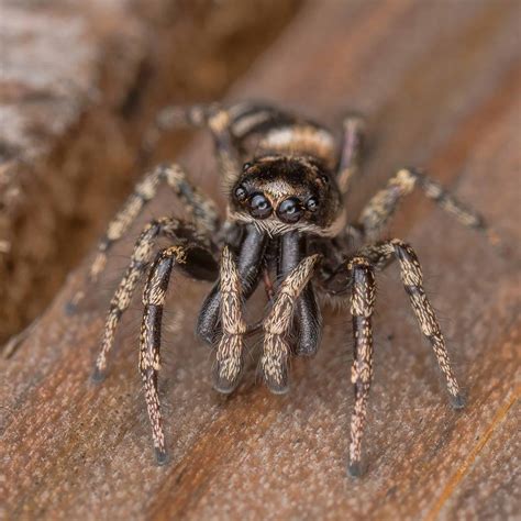 Introduction To Spider Identification Online Field Studies Council