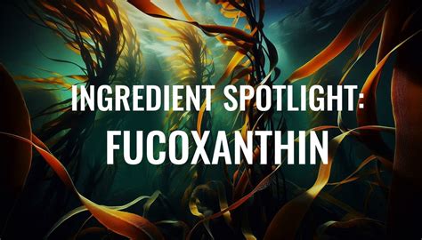 Ingredient Spotlight Fucoxanthin Performax Labs