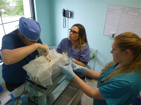 Top Three Fish Surgery Cases Fish Vet