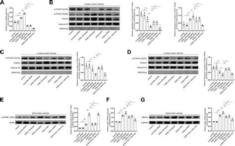 Advanced Glycation End Products Induce Skeletal Muscle Atrophy And