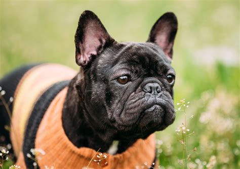 Francuski Buldog Karakteristike Njega I Savjeti Za Vlasnike Kućni