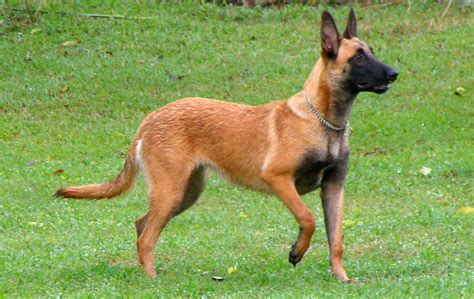 Belgian Malinois A Comprehensive Guide To This Remarkable Dog Breed