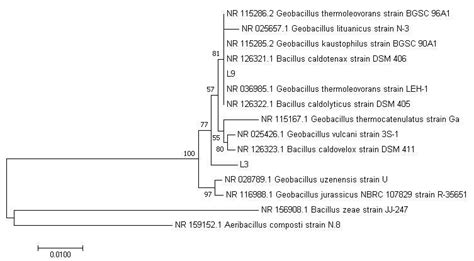 Phylogenetic Tree From Analysis Of 16s Rrna Gene Sequence Of Bacterial Download Scientific