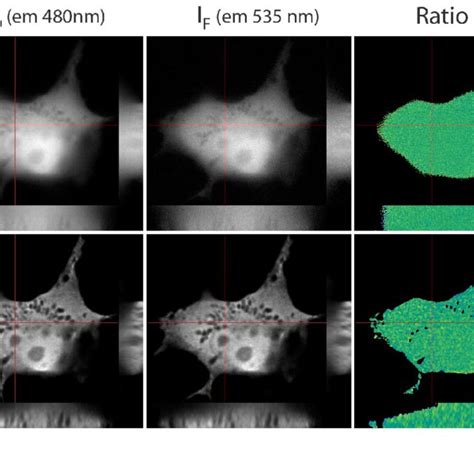 Quantitative Deconvolution Of One Fluorophore Measured At Two Download Scientific Diagram