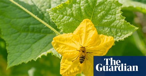 Get To Grips With Pollination Your Garden And The Bees Will Thank You For It