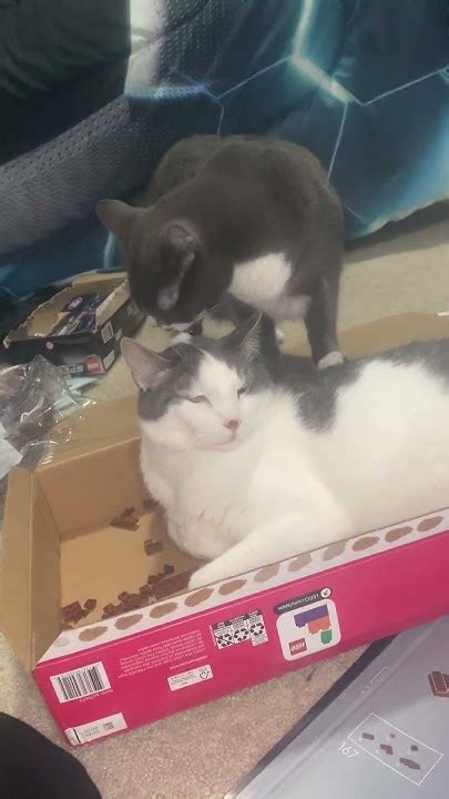 My Cat Licking My Other Cat Youtube
